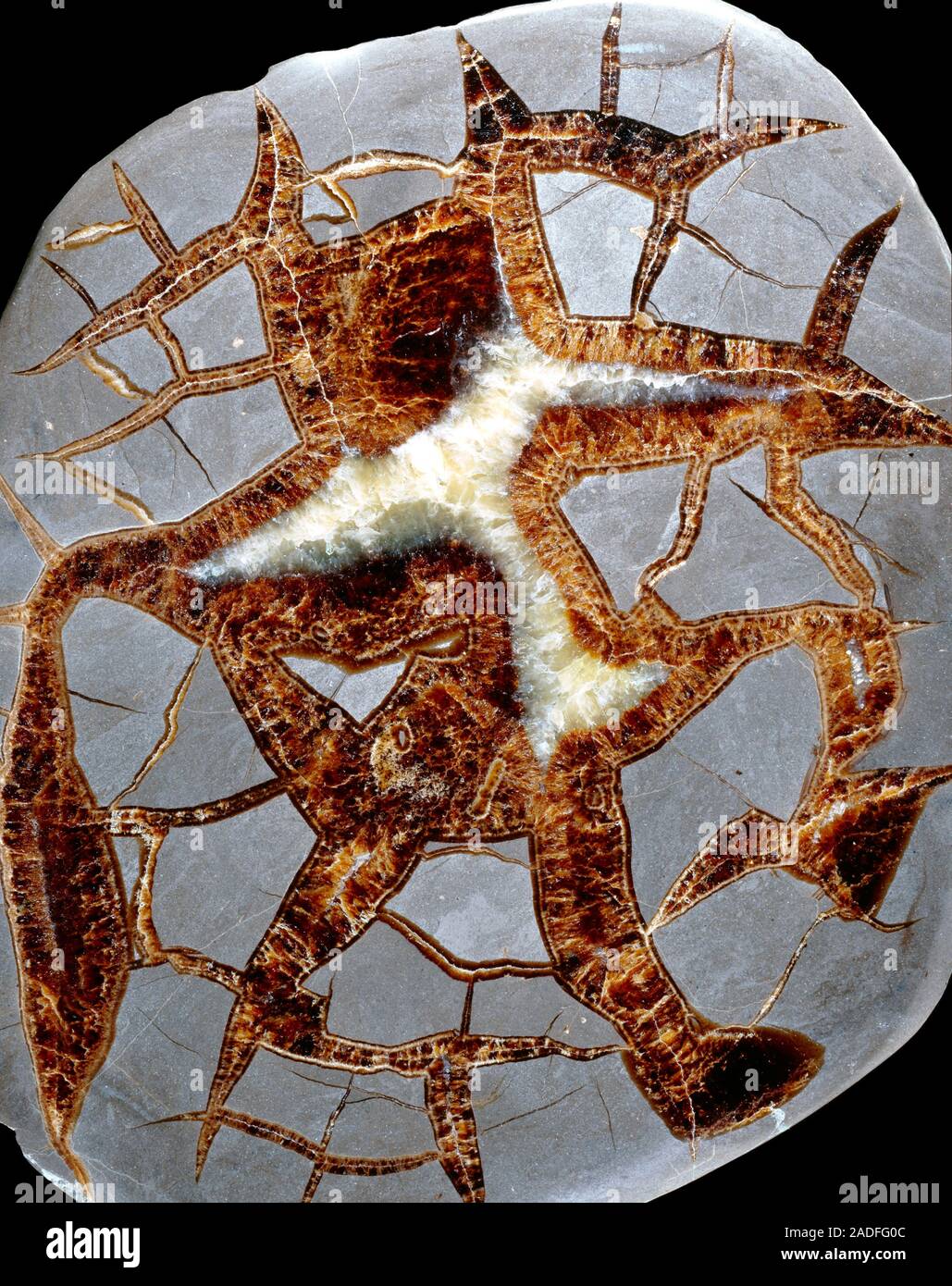 Septarian nodule. Cut and polished interior of a septarian nodule. This ...