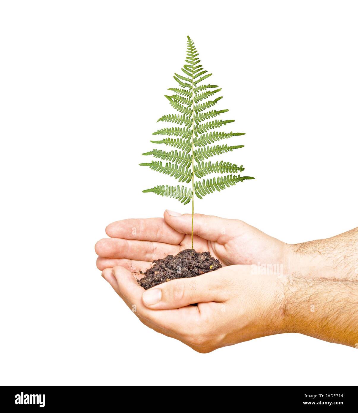 Fern sprout in nature Cut Out Stock Images & Pictures - Alamy