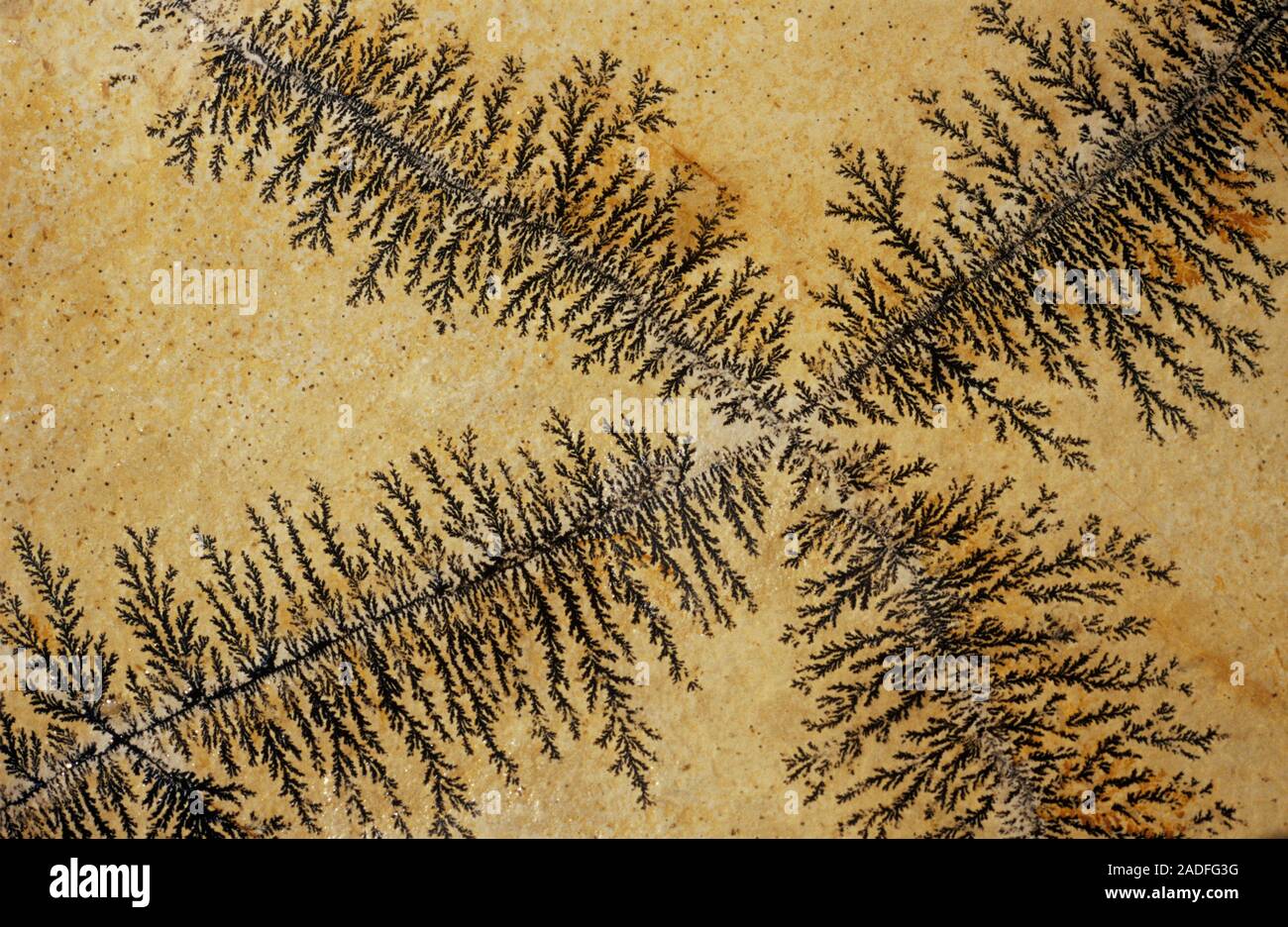 Dendritic crystals (branching tree-like) of manganese oxide (grey ...
