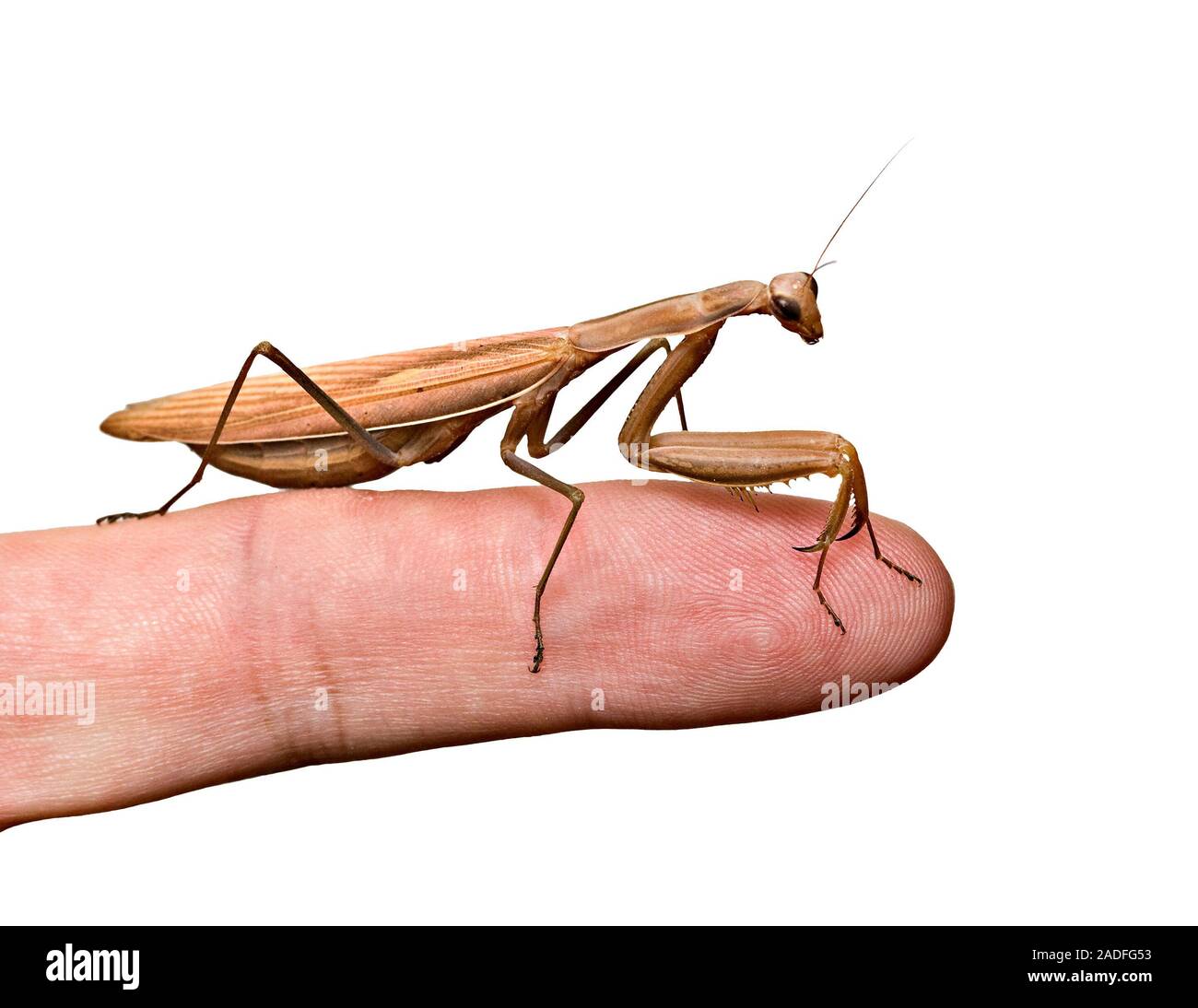 Mantis sitting on finger Stock Photo - Alamy