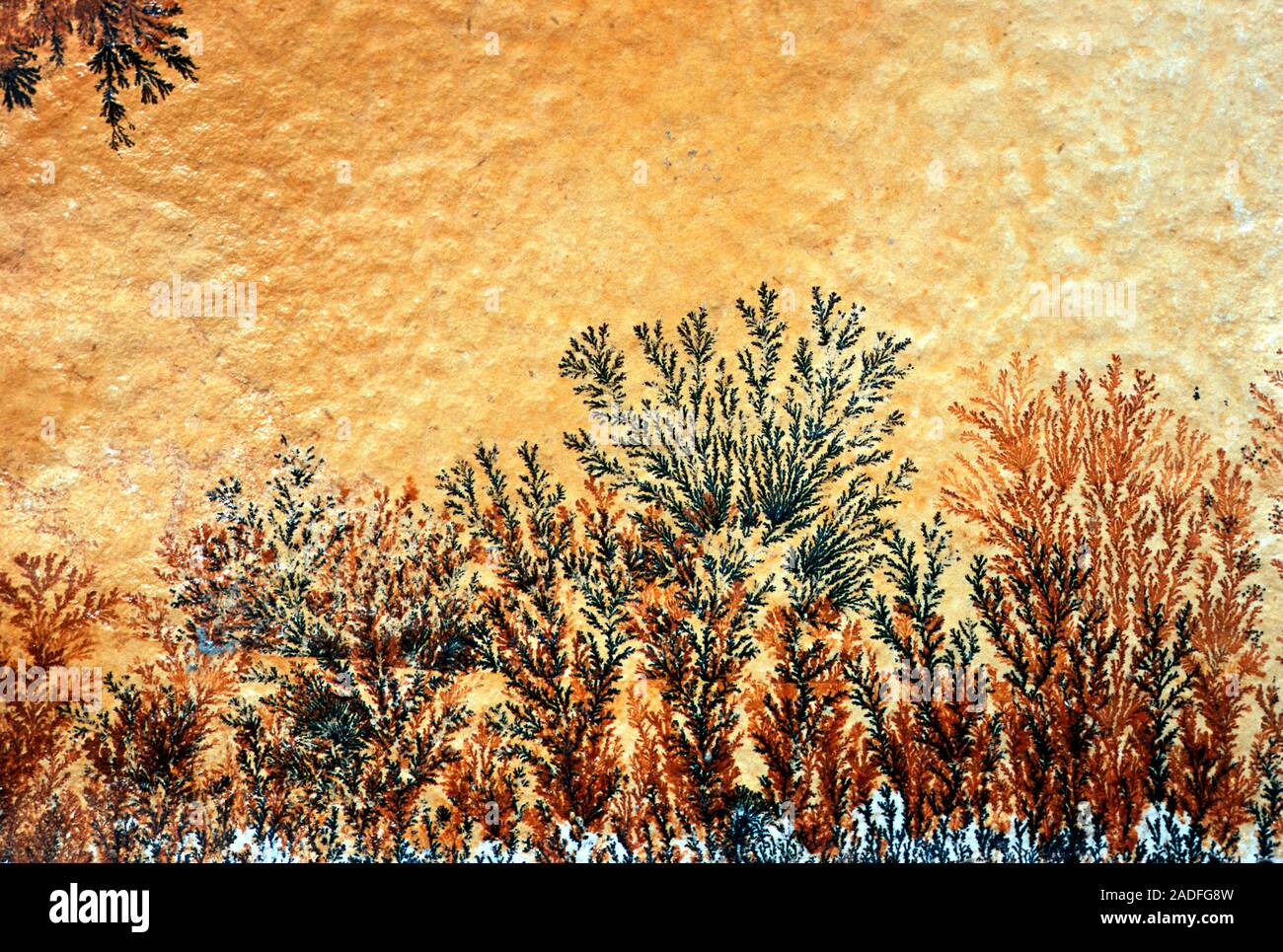 Dendrites in Solnhofen stone, close-up. Dendritic (branchlike ...
