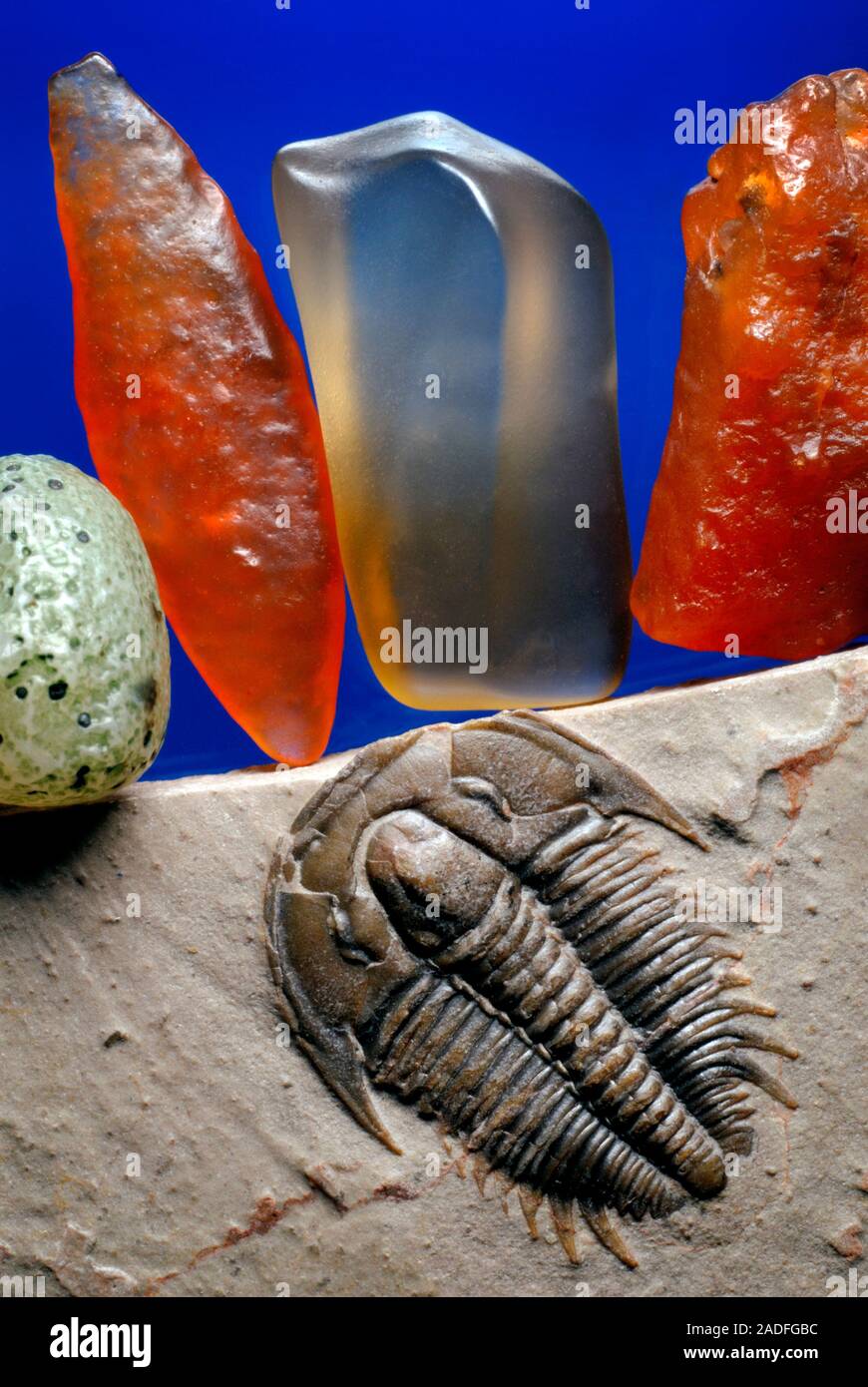Wind-abraided stones and trilobite fossil. The stones have been ...