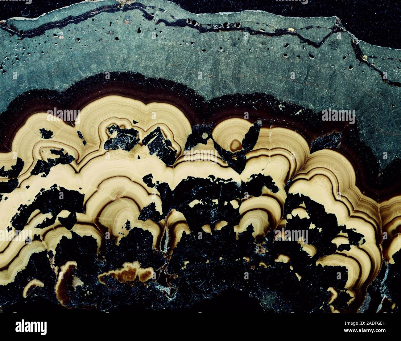 Zinc blende. Polished slab of zinc blende. The actual width of this ...