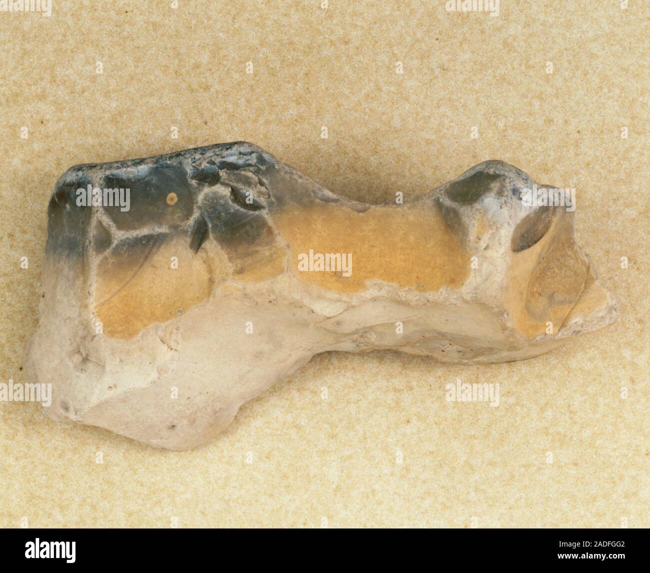 Stone Age tool technology. The head of a flint hatchet made in the ...