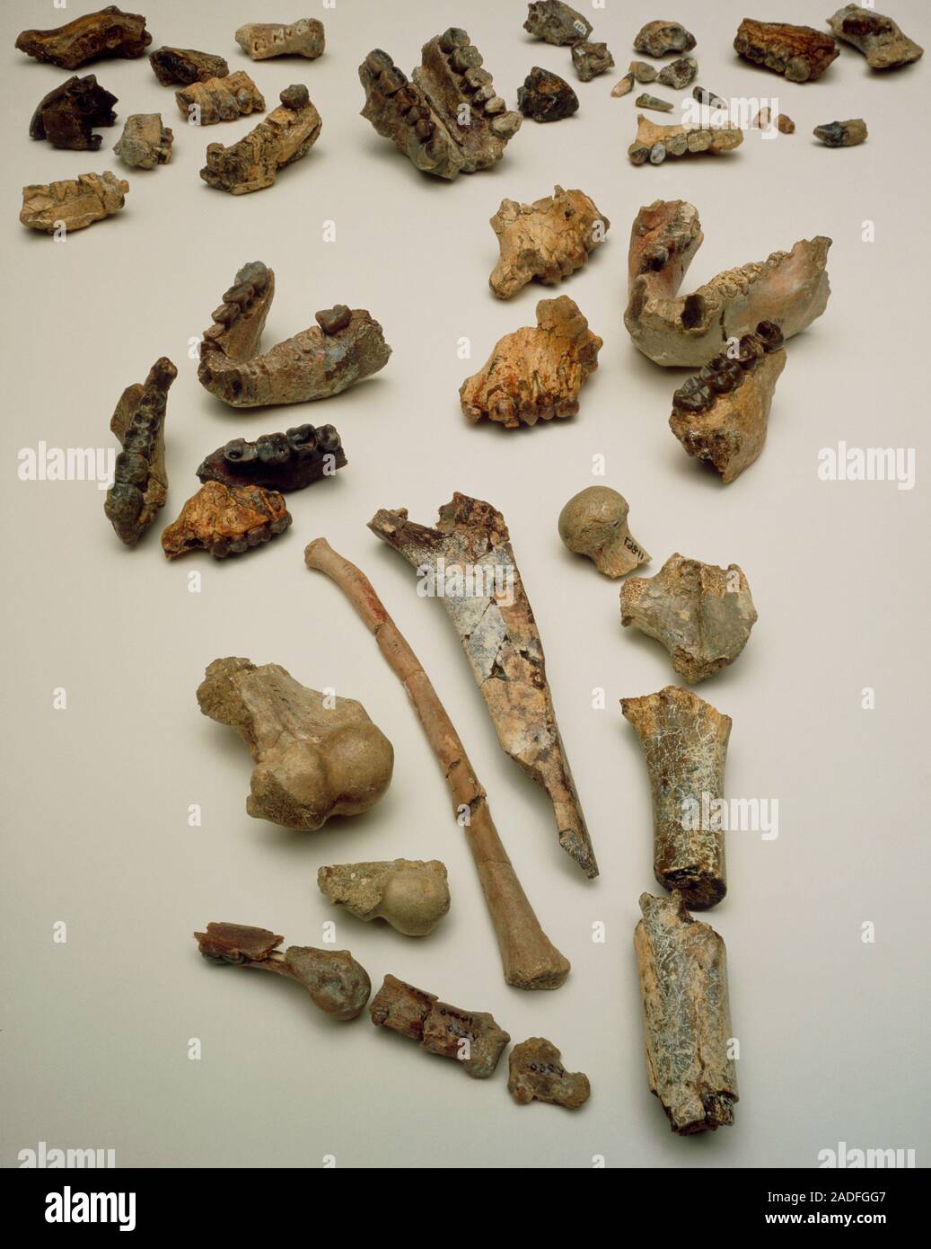 Collection of fossil bone fragments, consisting of leg bones, mandibles ...