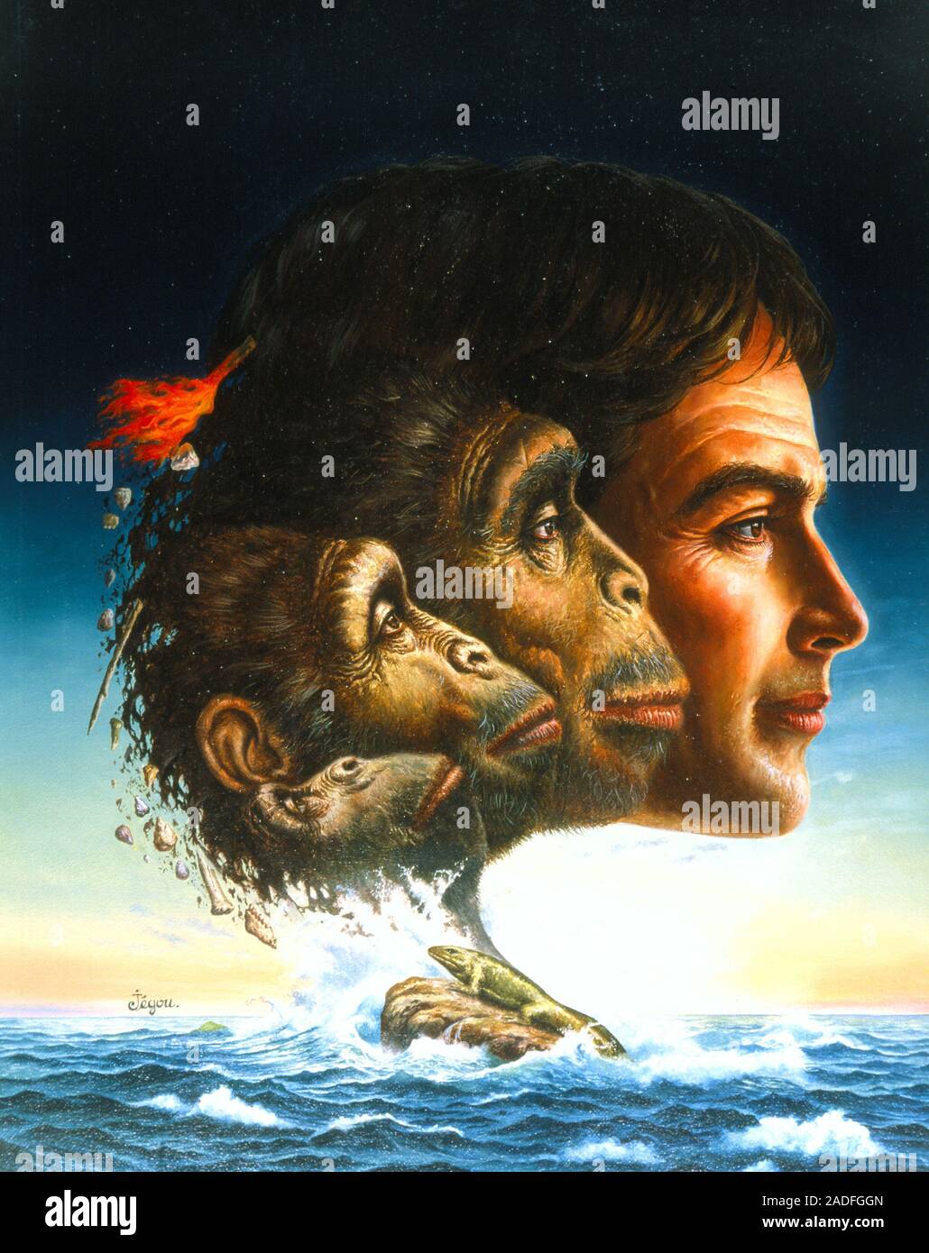 Human evolution. Conceptual image depicting the stages in the evolution ...