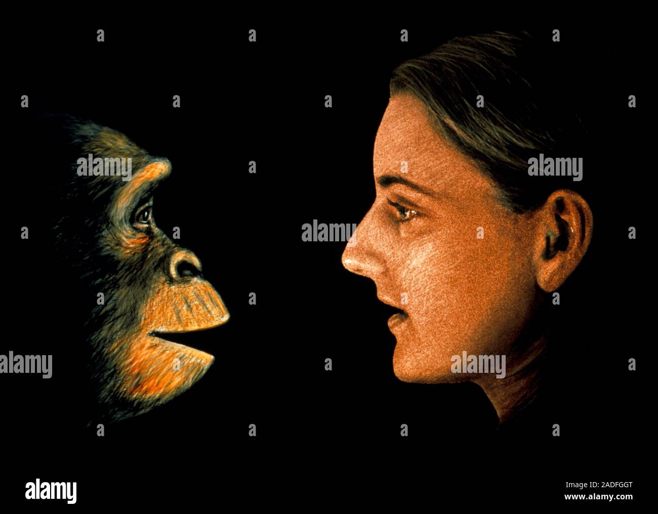 Human evolution. Computer illustration of the faces of a chimpanzee and ...