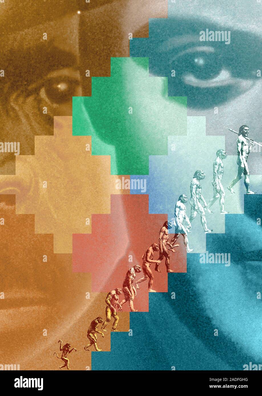 Evolution. Conceptual computer artwork representing the evolution of ...