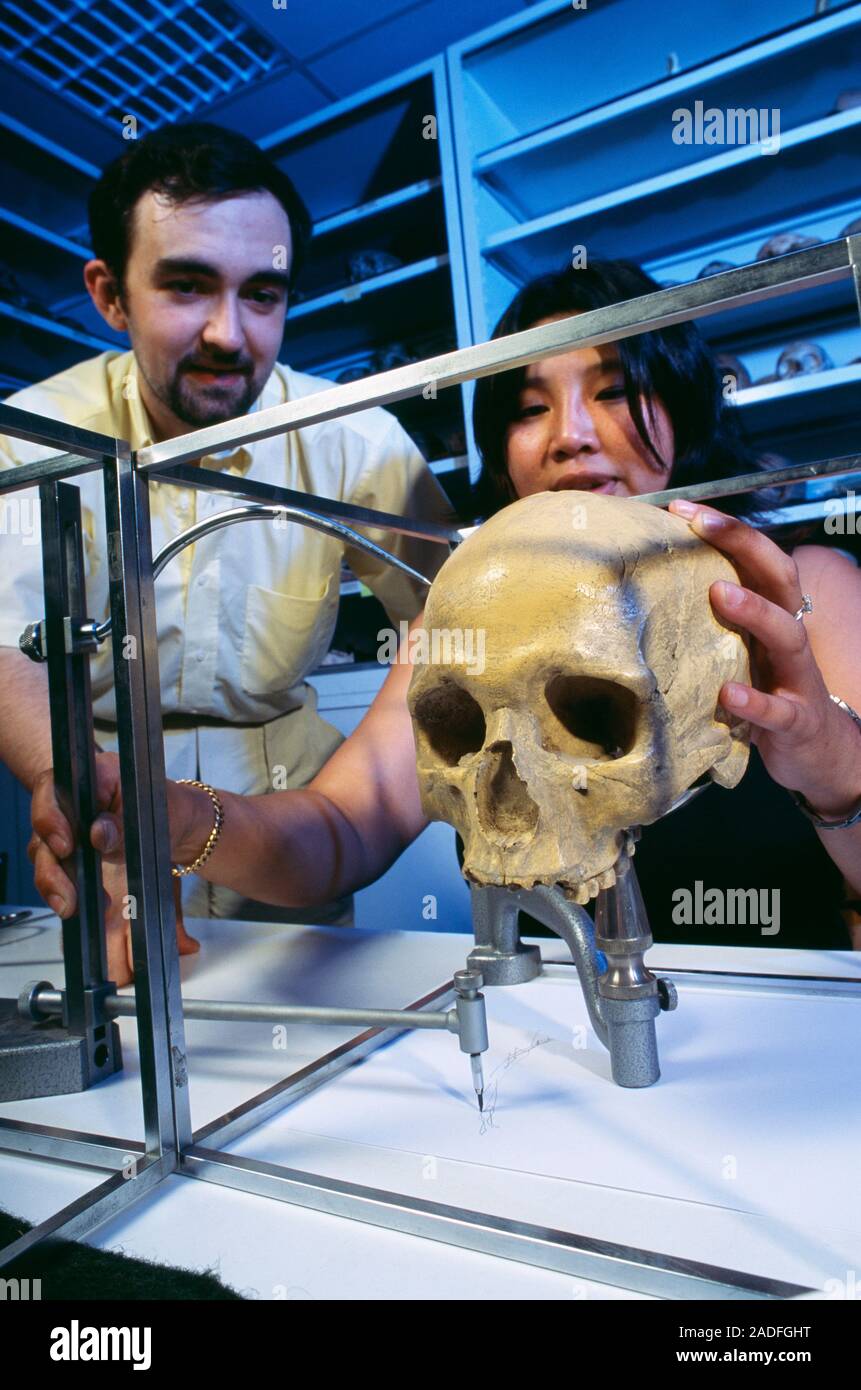 Anthropologist with a student as she measures a hominid skull. The ...