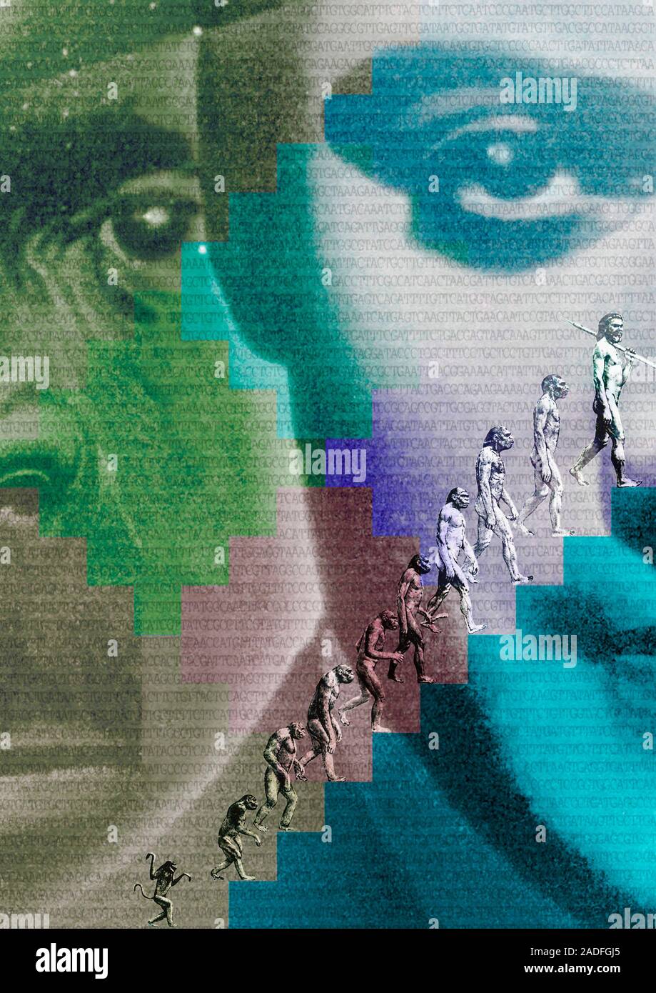 Evolution. Conceptual computer artwork representing the evolution of ...