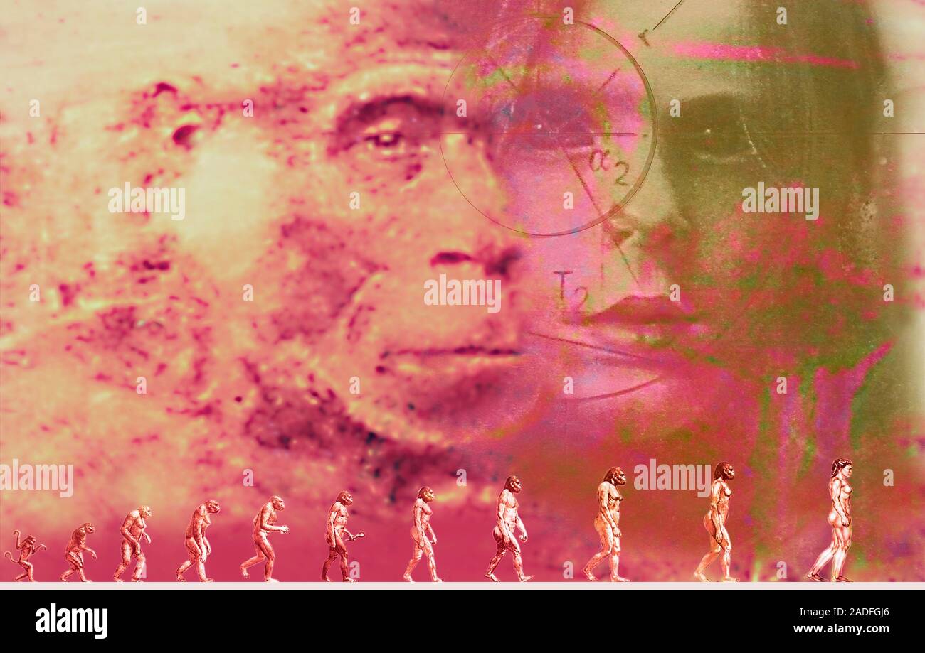 Evolution. Conceptual computer artwork representing the evolution of ...