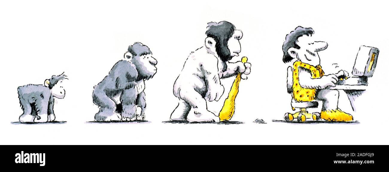 Evolution of man. Cartoon depicting man evolving from apes, through ...