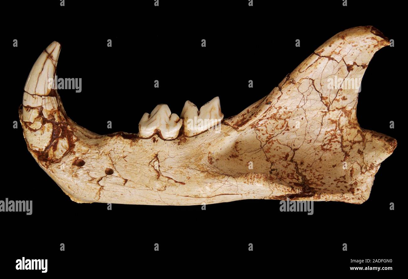 Animal jaw, Galeria. Lower jaw (mandible) of a lion recovered from ...