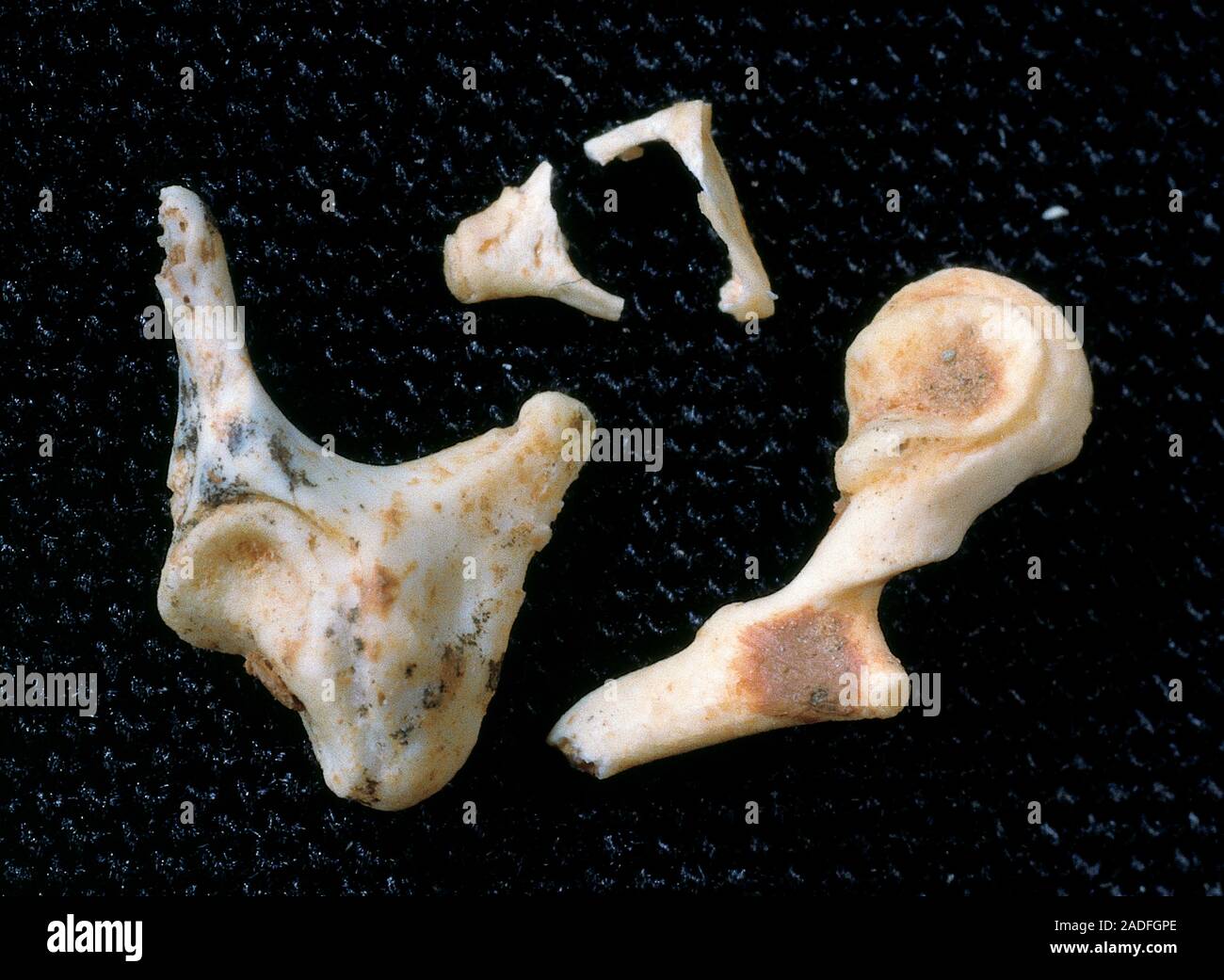 Fossilised ear bones, Sima de los Huesos. These ear bones were found at ...
