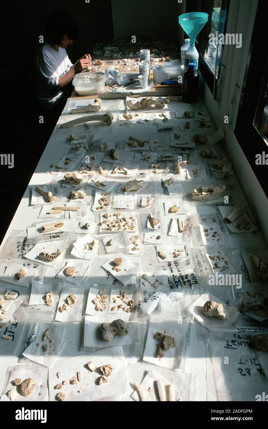 Fossil table, Sima de los Huesos. This table has been set up for ...