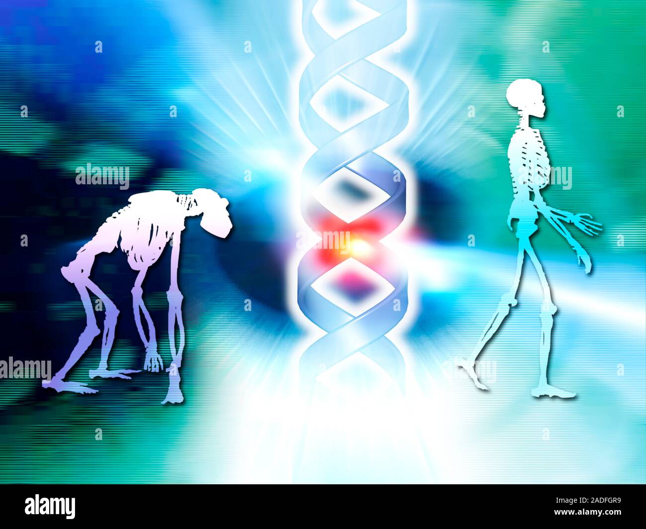 Human evolution. Computer artwork of the skeletons of an ape-like ...