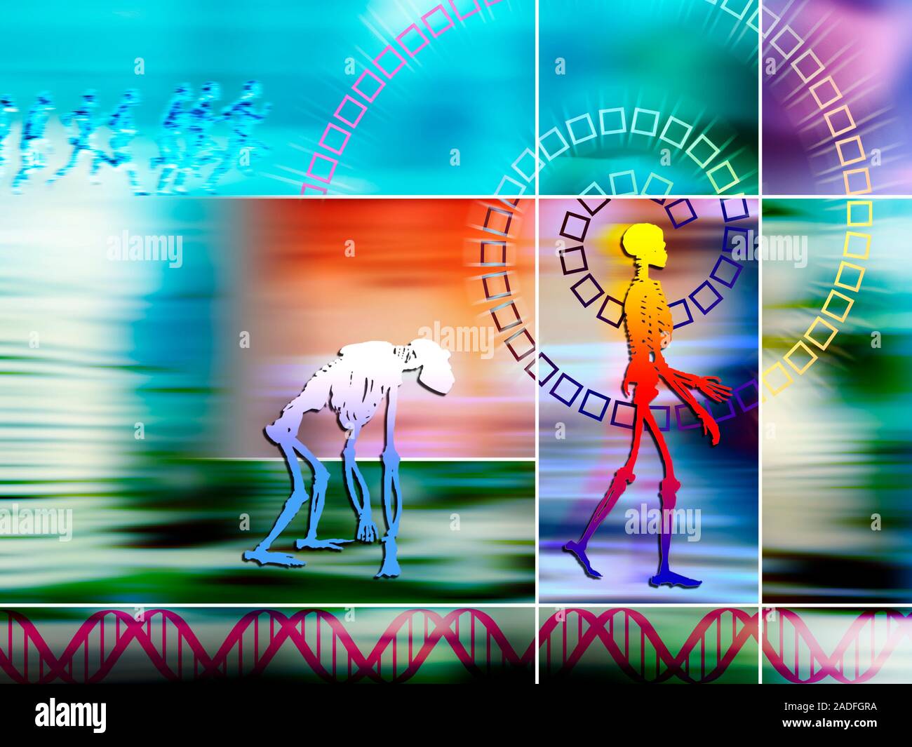 Human evolution. Computer artwork of the skeletons of an ape-like ...