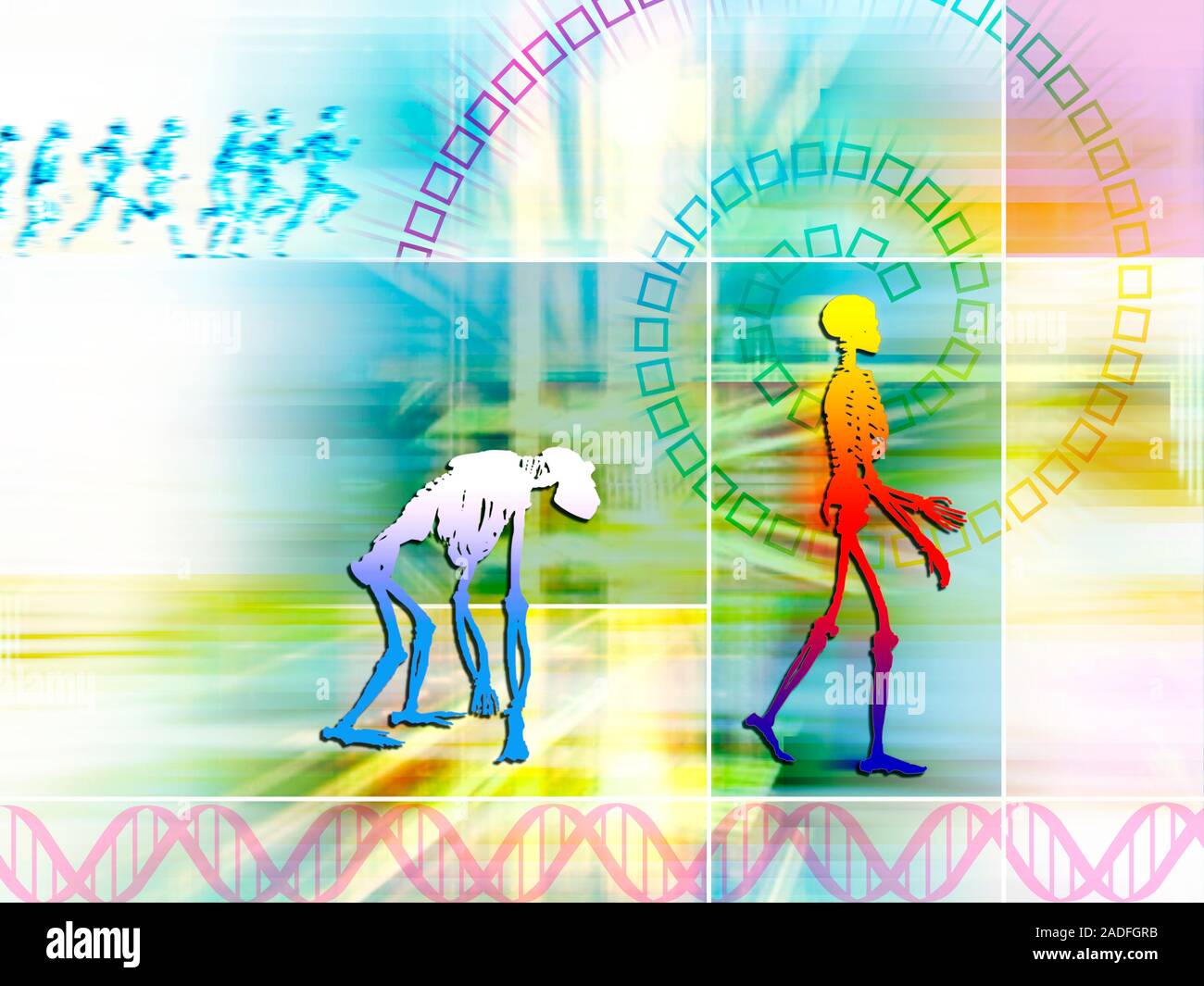 Human evolution. Computer artwork of the skeletons of an ape-like ...