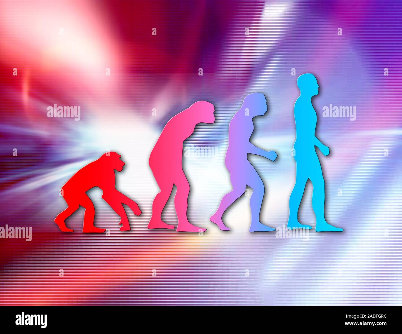 Human evolution. Computer artwork of four stages in human evolution ...