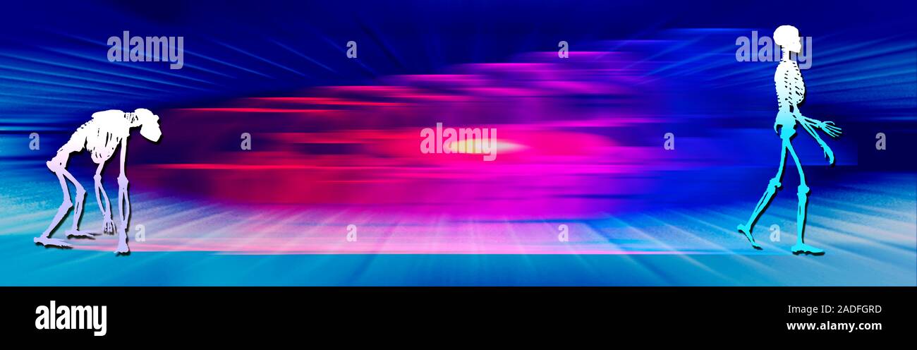 Human evolution. Computer artwork of the skeletons of an ape-like ...