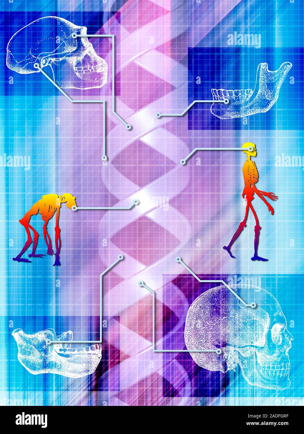 Human evolution. Computer artwork of the skeletons of an ape-like ...
