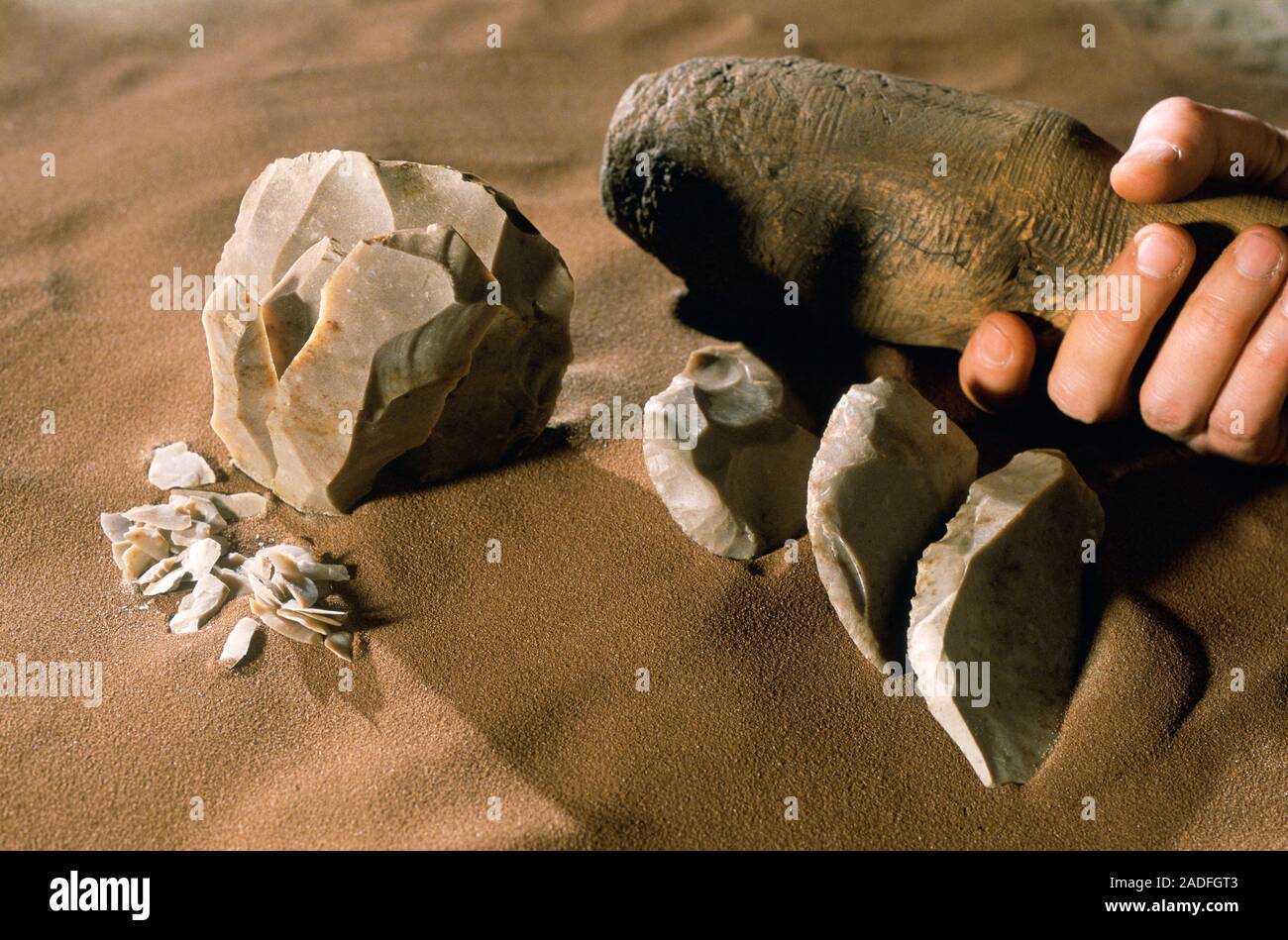 Levallois stone tools. Hand holding a rock hammer to demonstrate the ...