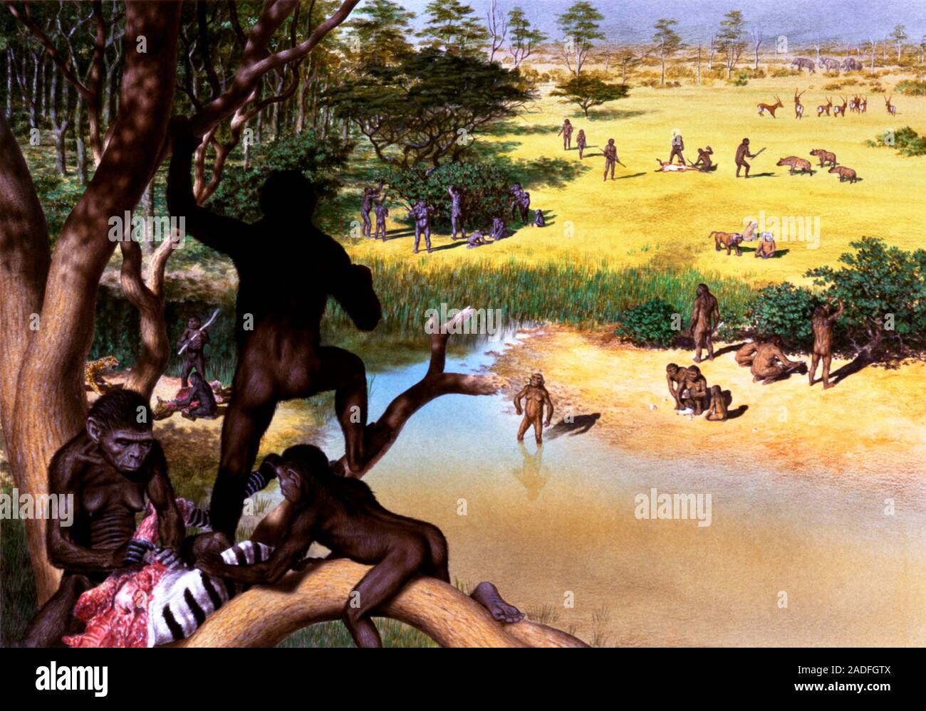 Hominid species landscape. Artwork of hominid species coexisting around ...