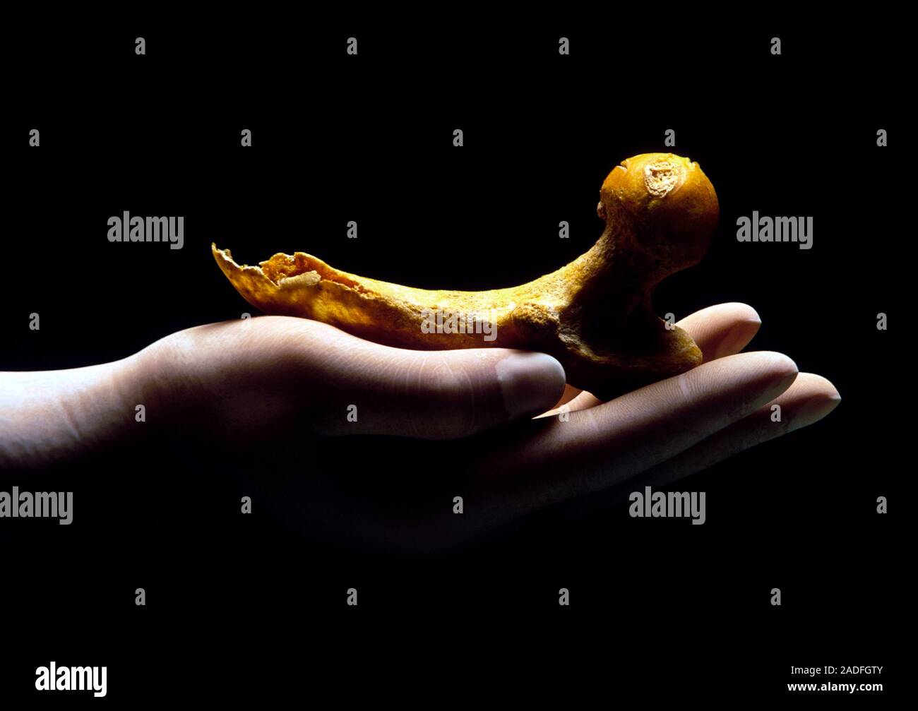 Studying the pelvic bones of modern man. Pelvic bones can aid the ...