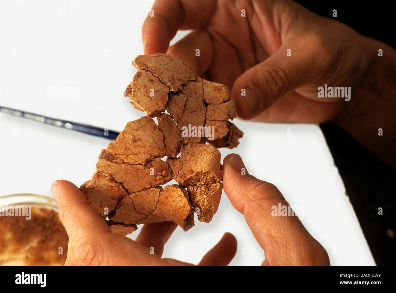 Fossilised frontal bone from a child's skull. Fragments of a 12-year ...