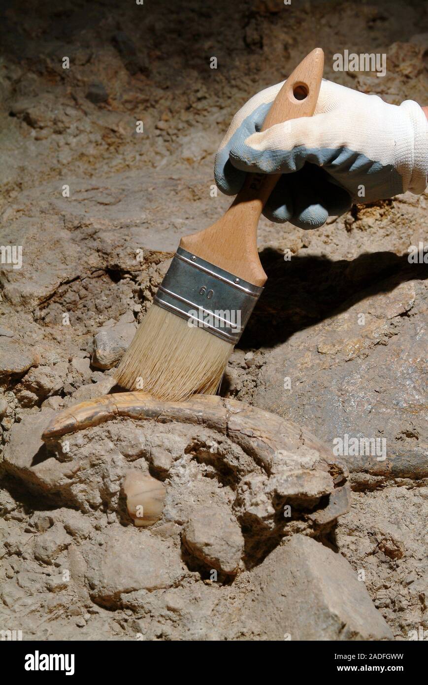 Excavation of a prehistoric site. Archaeologist excavating the ...