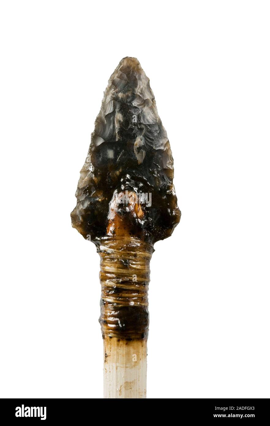 Replica Neolithic arrow. This modern replica of a Neolithic arrow is ...