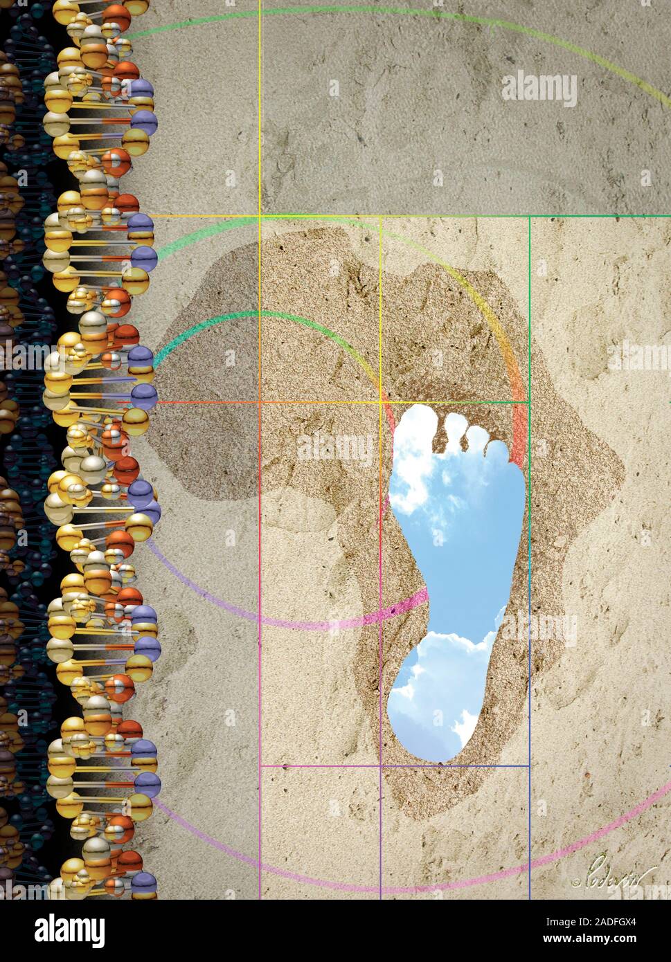 Human evolution, conceptual computer artwork. Human footprint over the ...