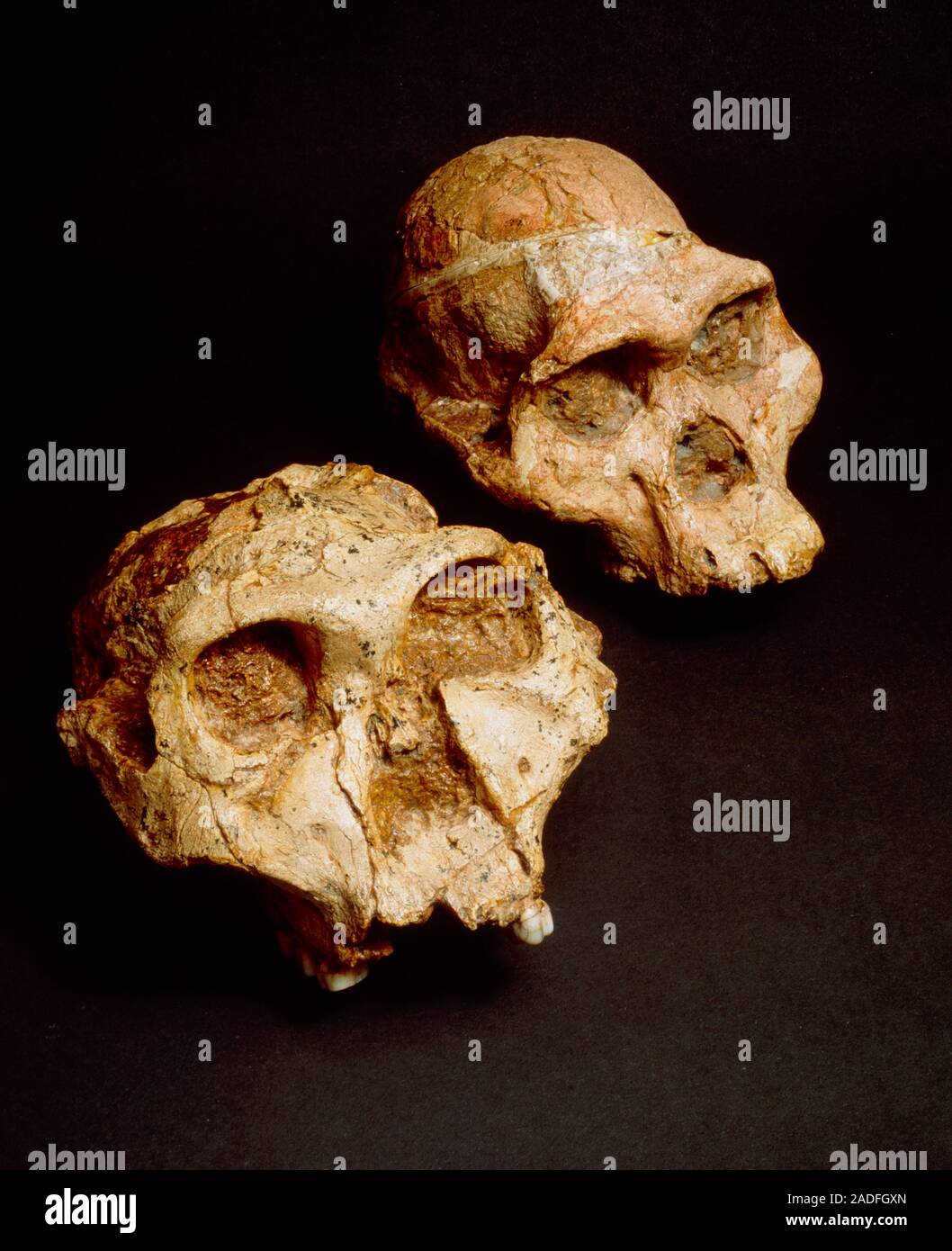 Hominid fossils of the australopithecine group showing an example of ...