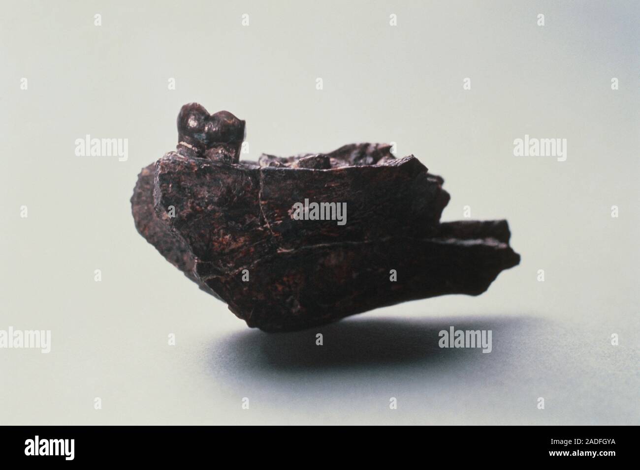 Lothagam jawbone. Fragment of the mandible (jaw- bone) with tooth of ...