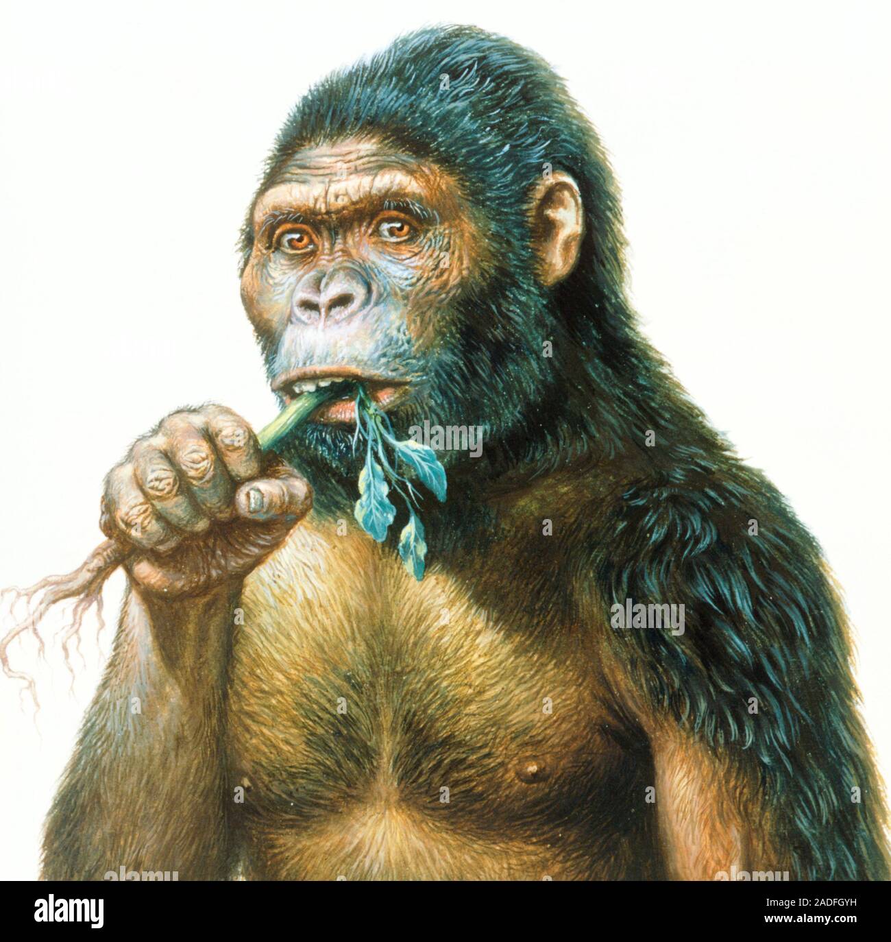 Australopithecus. Artwork of a male Australopithecus eating a plant ...