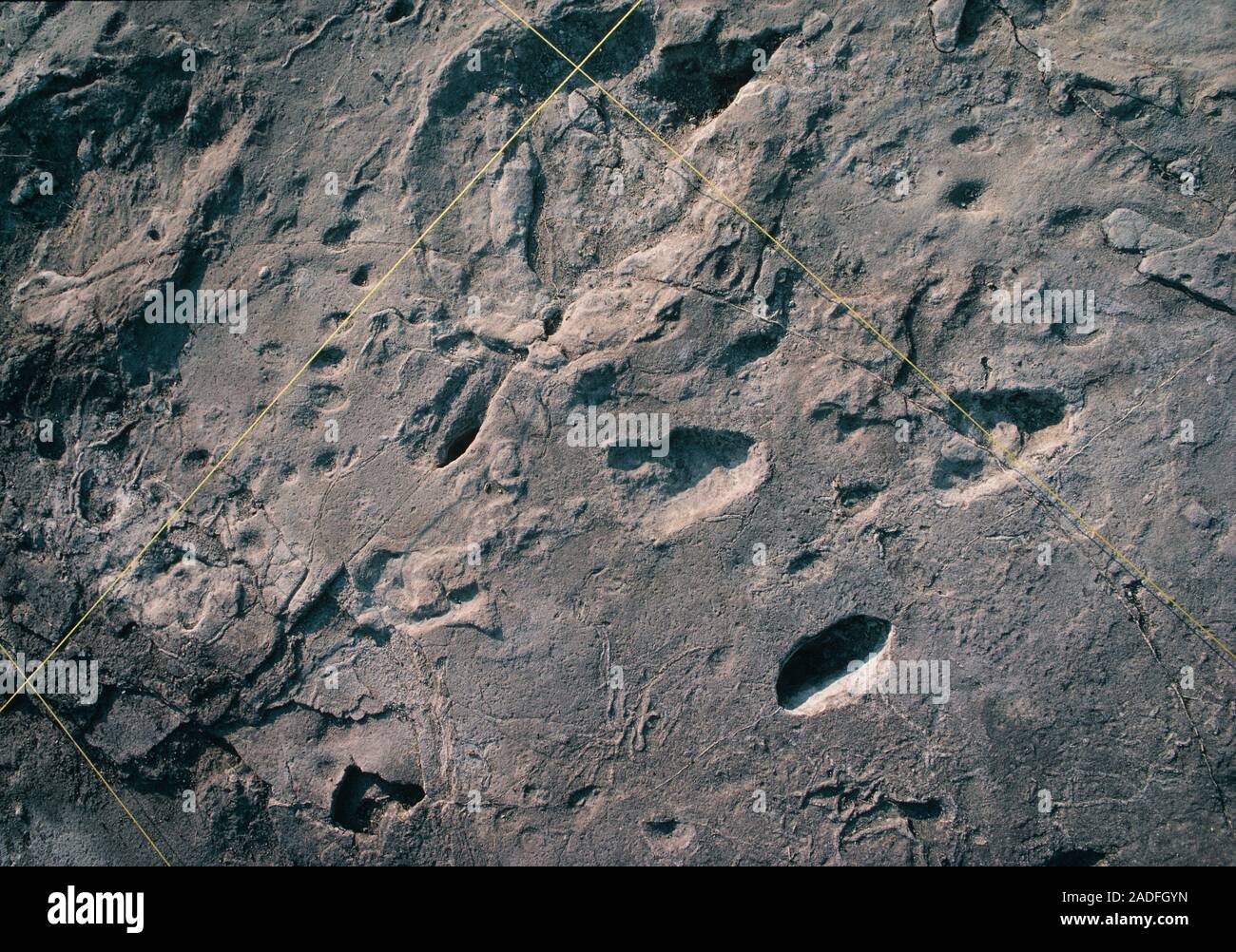Early hominid footprints. Footprints of human ancestors (probably ...