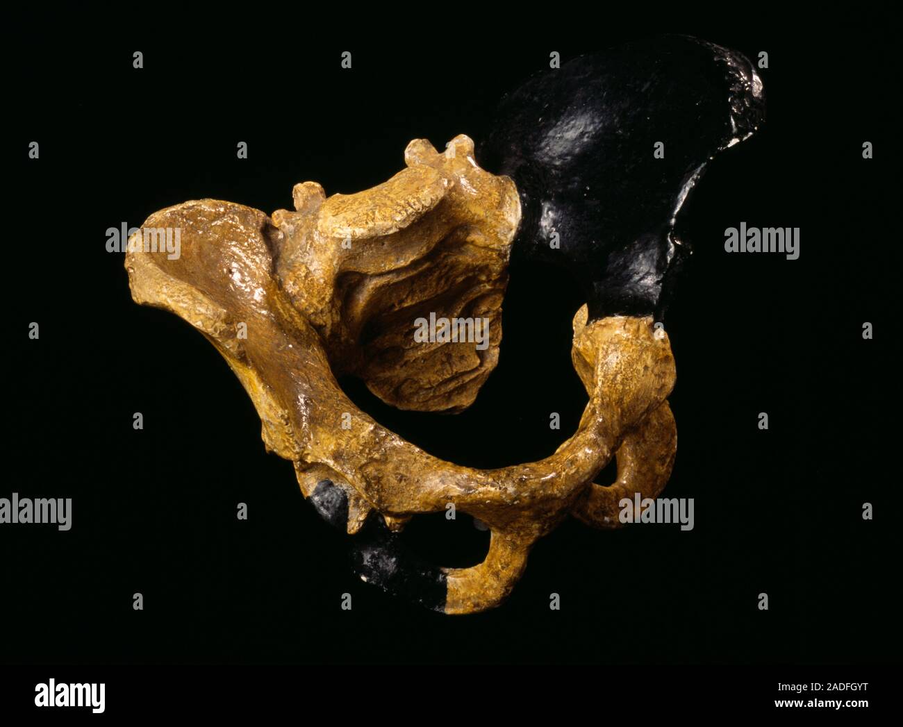 Australopithecus Pelvis Fossilised Pelvis Of An Australopithecus Sp