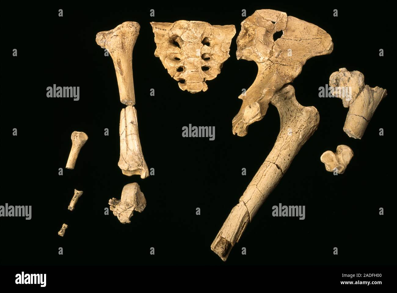 Bones from the skeleton of Lucy", a young female Australopithecus ...