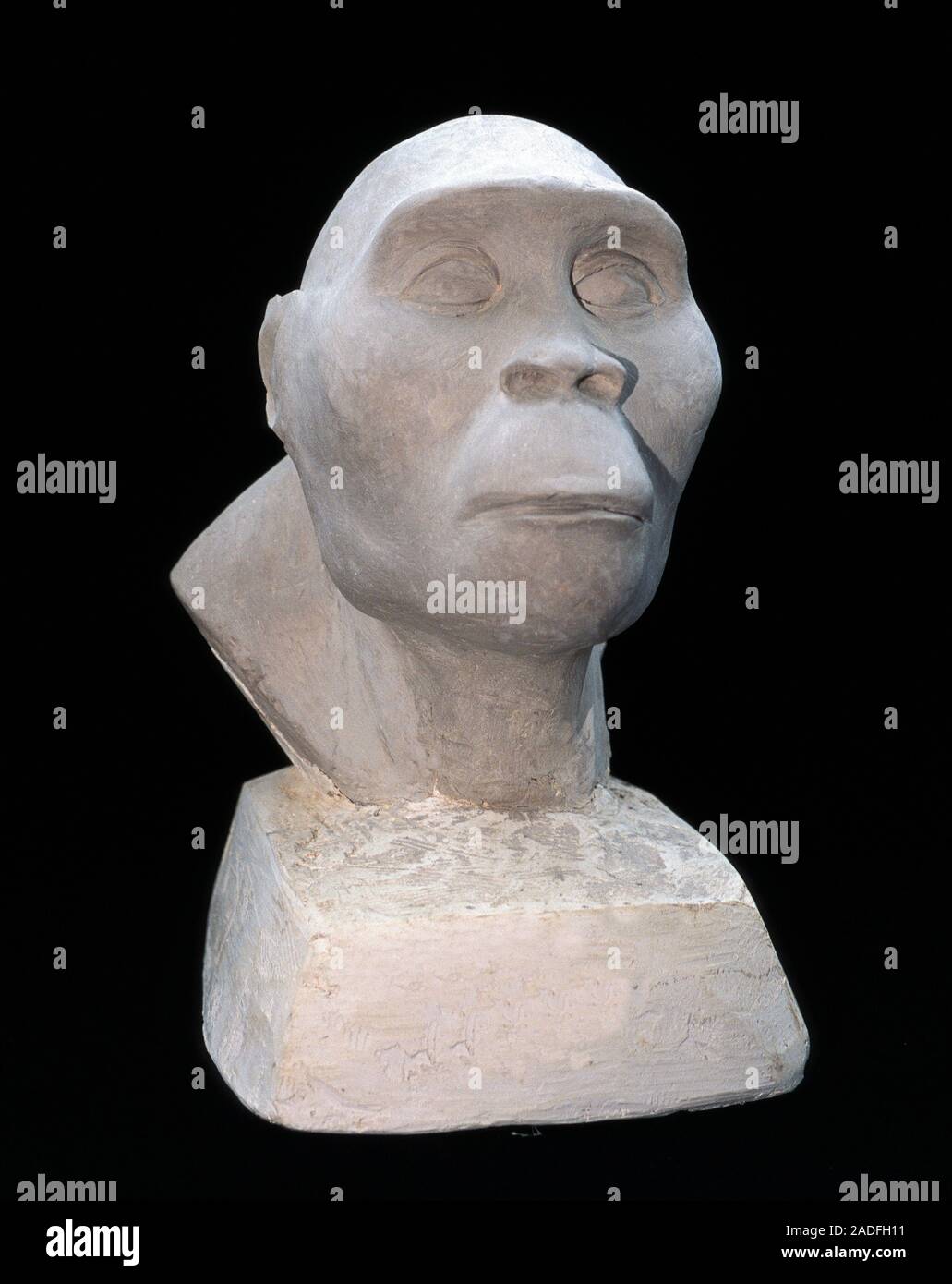 Australopithecus afarensis head, model used for a documentary about ...