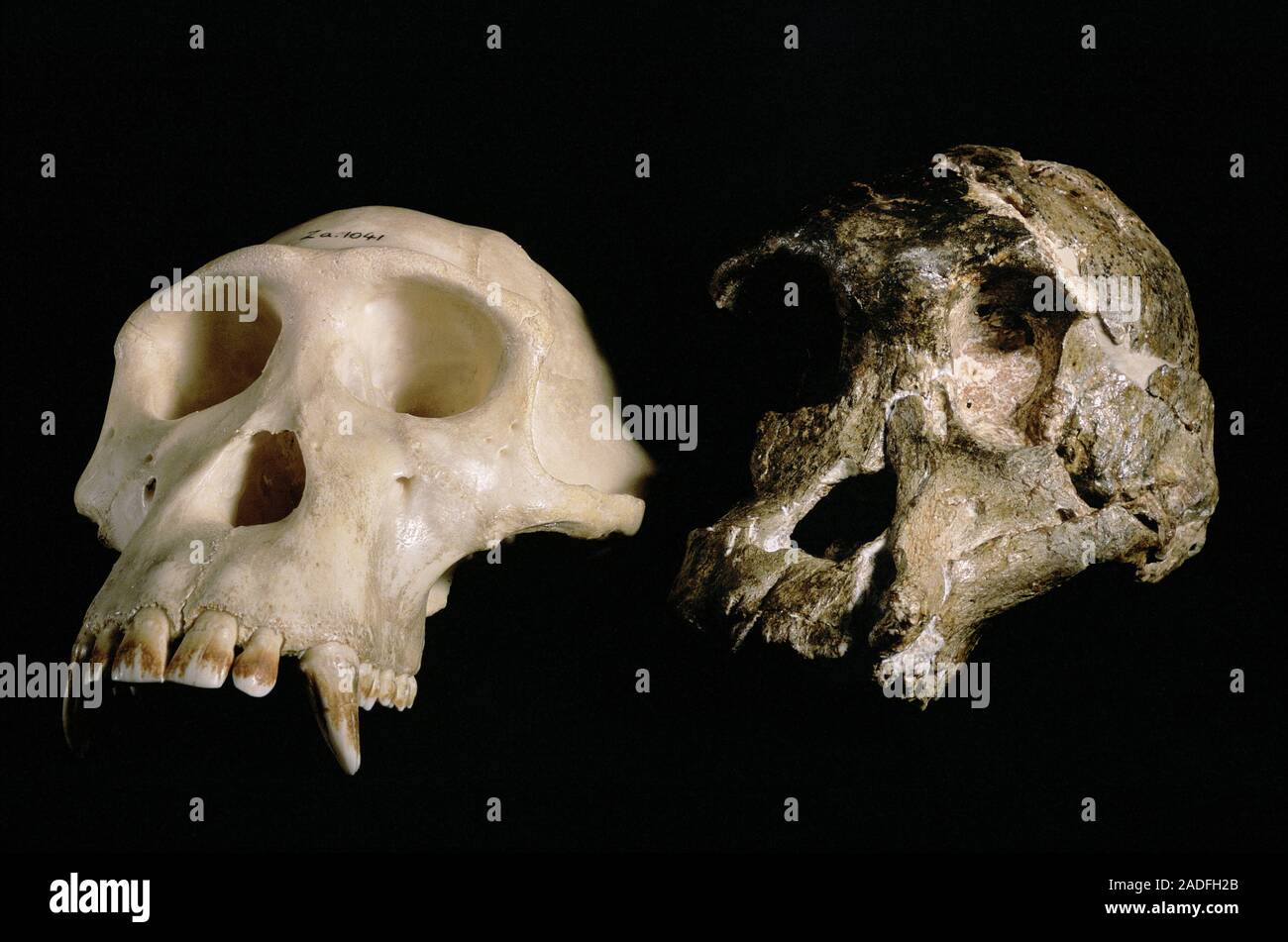 Skulls of Australopithecus africanus and a chimpanzee. A. africanus ...
