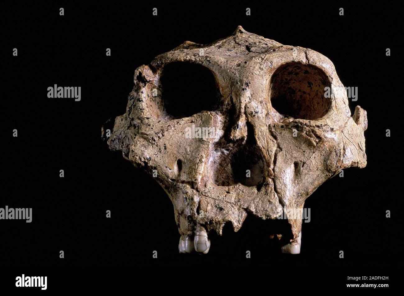 Skull of Australopithecus robustus, front view. A. robustus was a ...