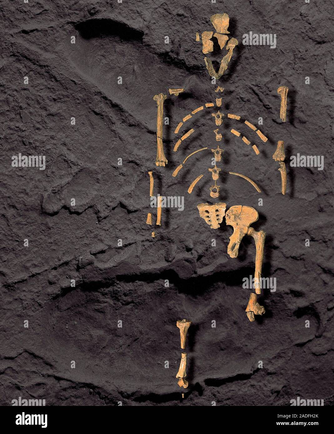 Footprints and skeleton of Lucy (Australopithecus afarensis). A view of ...