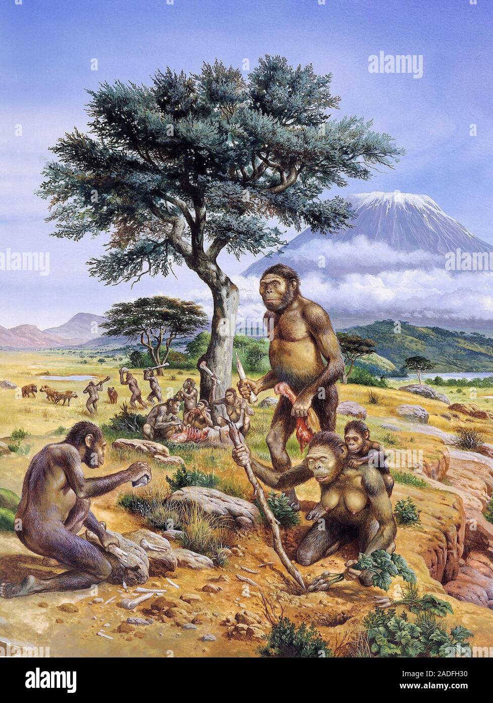 Australopithecus Afarensis Herramientas