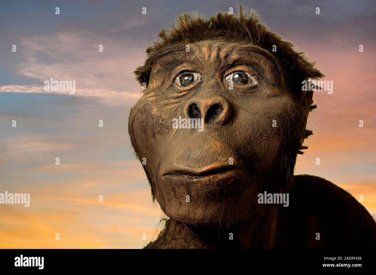 Model of 'Lucy', a young female Australopithecus afarensis hominid. The ...