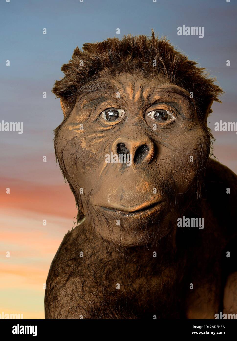 Model of 'Lucy', a young female Australopithecus afarensis hominid. The ...