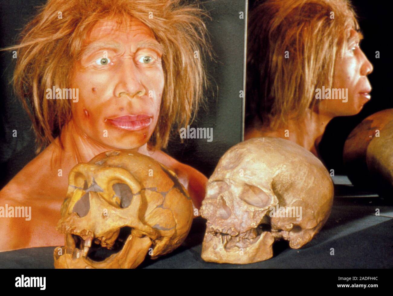 Neanderthal skull and face. Comparison between the skulls of a ...