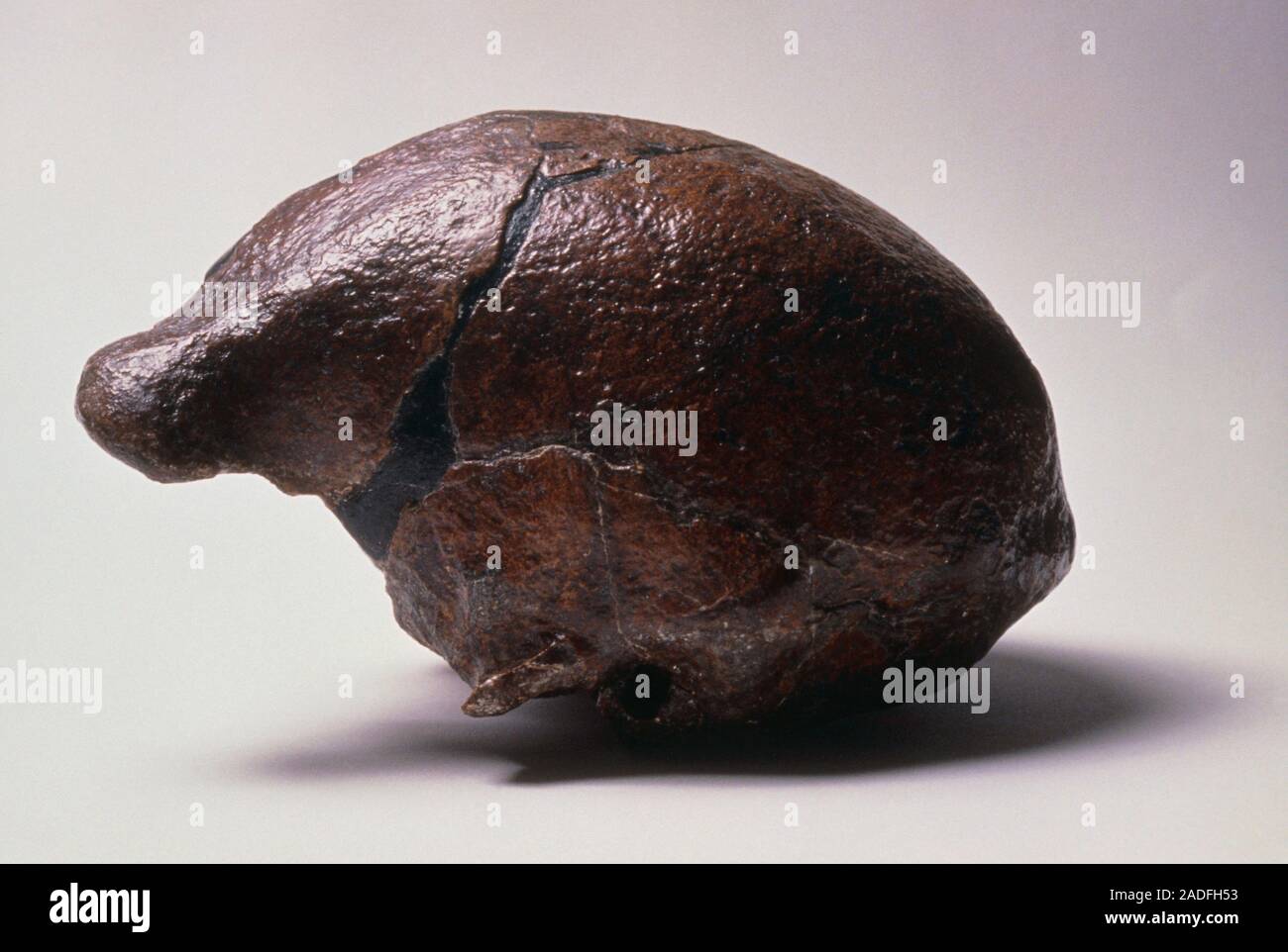 Java Man (Sangiran II). Side view of the skullcap of the hominid fossil ...