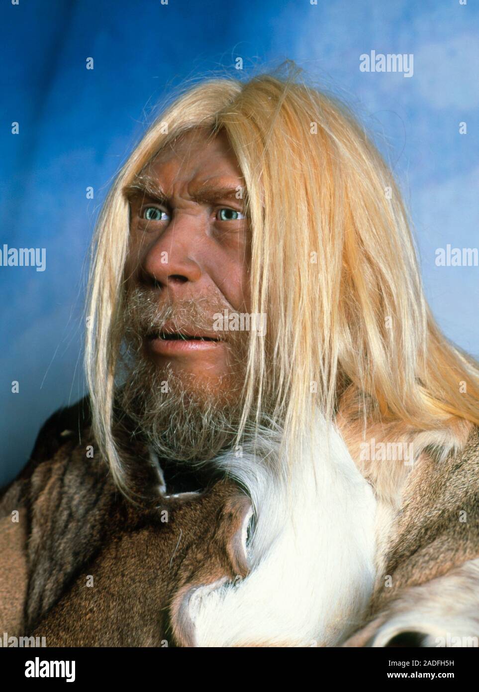 Neanderthal man. Head of a model of a neanderthal man (Homo sapiens ...