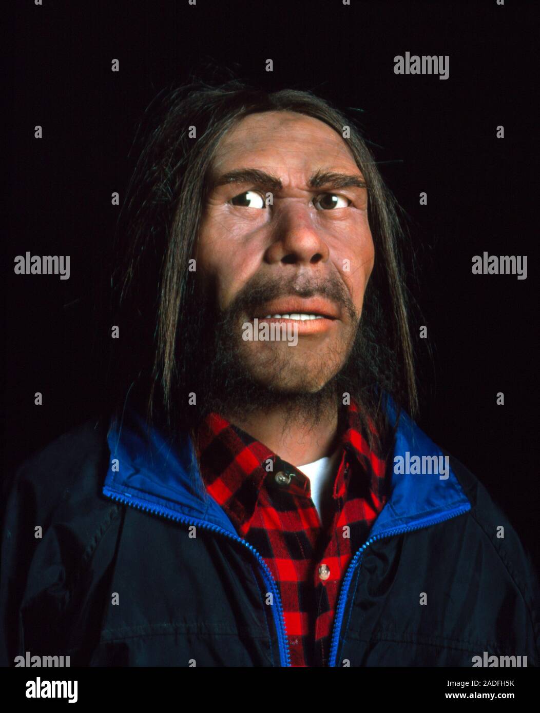 Neanderthal Man Model Of A Neanderthal Man Homo Sapiens Neanderthalensis Dressed In Modern
