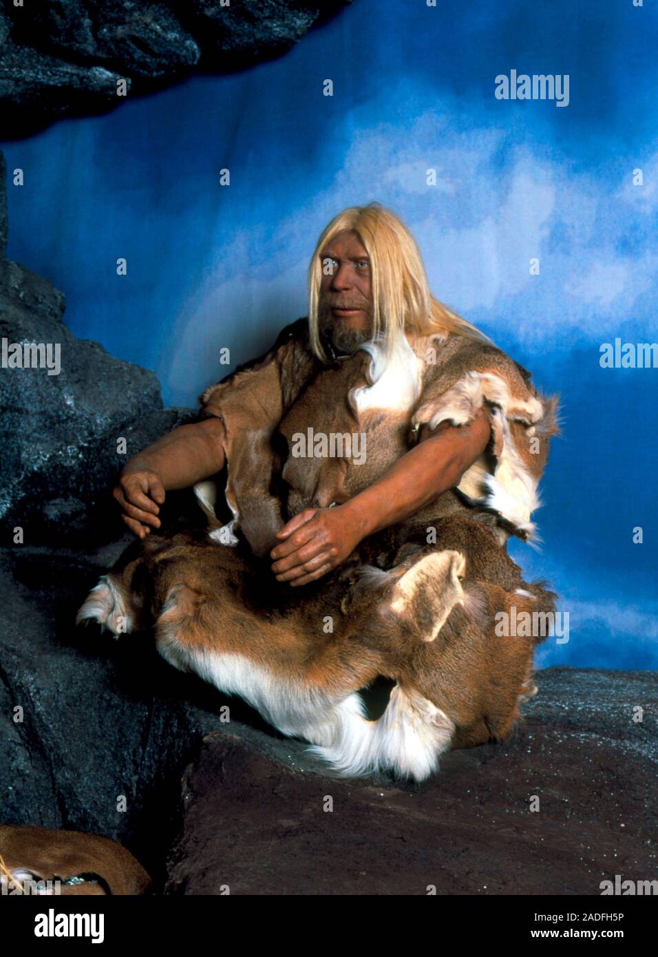 Neanderthal man. Model of a seated neanderthal man (Homo sapiens ...